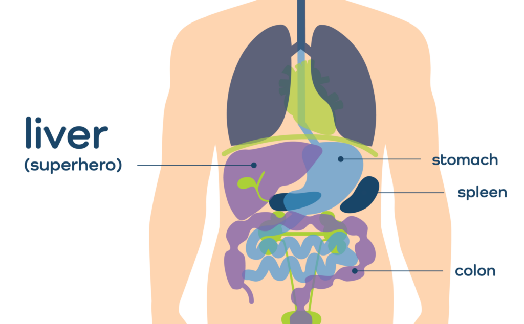 You need your liver to live | Liver Canada